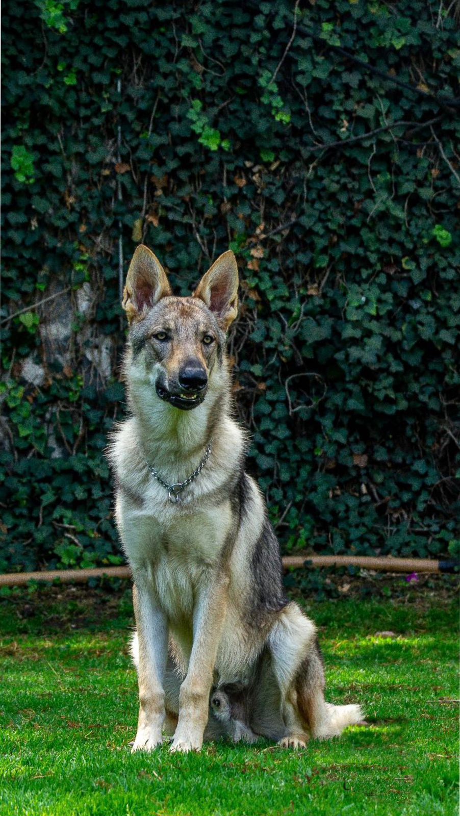 Perro Lobo Checoslovaco